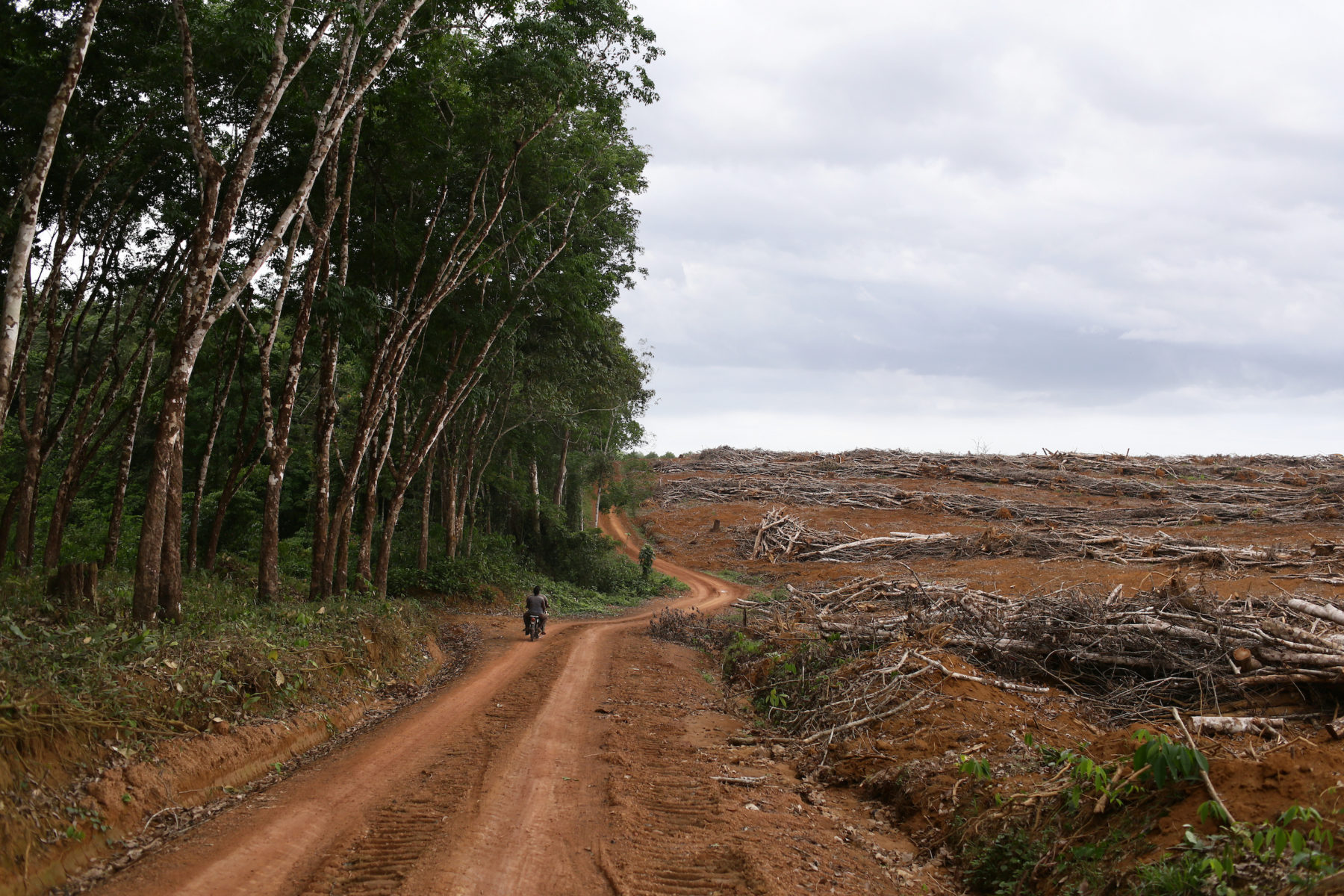 Chinese standard tries to kickstart a sustainable rubber revolution ...