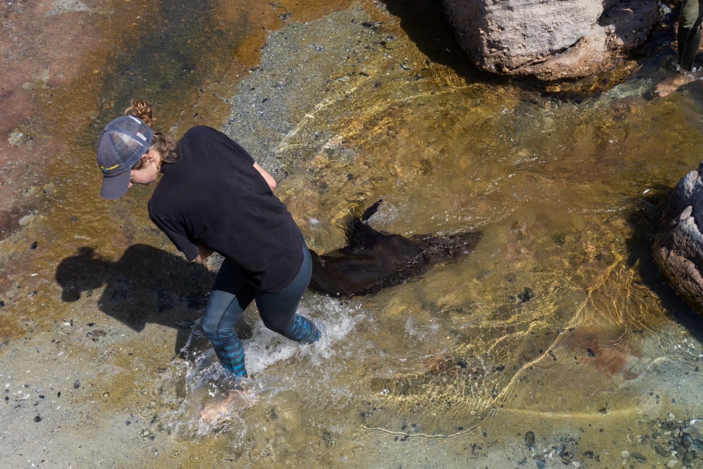 What’s killing South Africa’s seals?