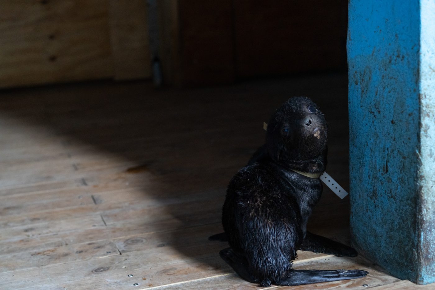 What’s killing South Africa’s seals?