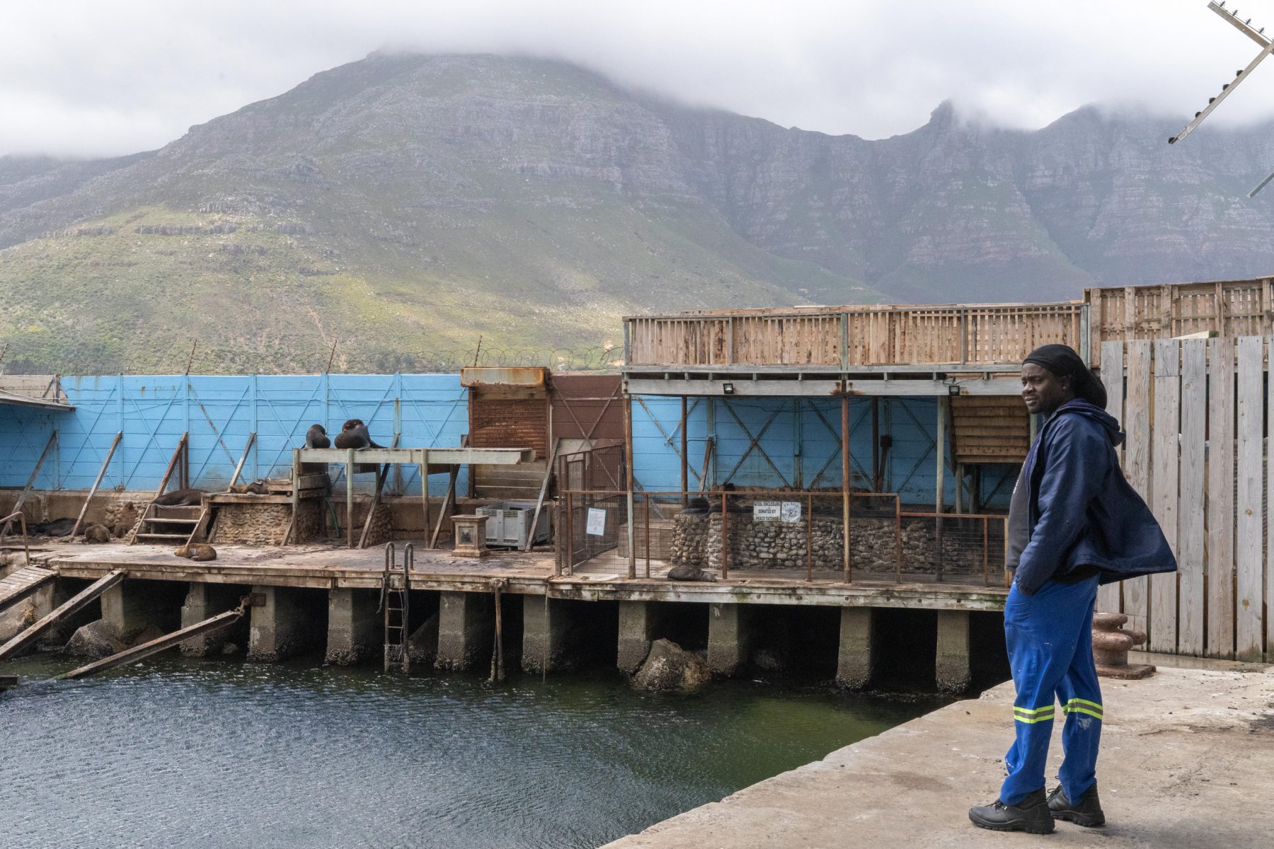 What’s killing South Africa’s seals?