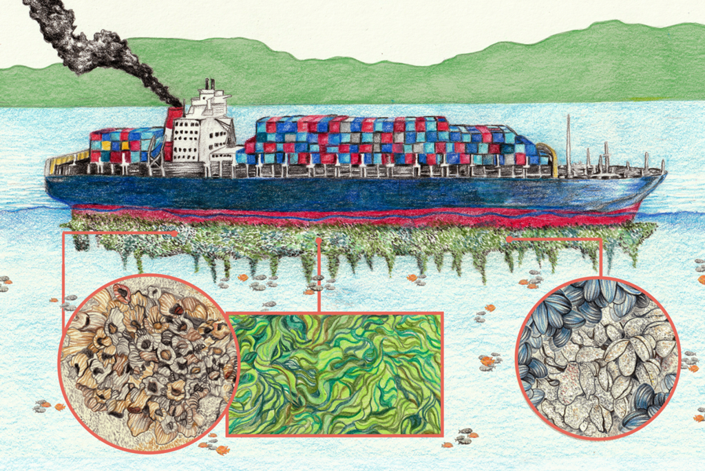 Blistering barnacles! The sticky problem of biofouling