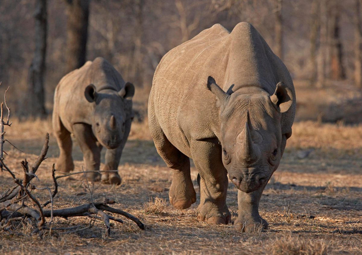 Could the Rhino Bond accelerate finance for biodiversity? | Dialogue Earth