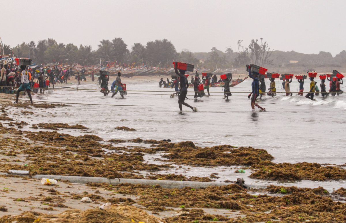Seaweed blooms caused by fishmeal plants hurt Gambian coastal ...