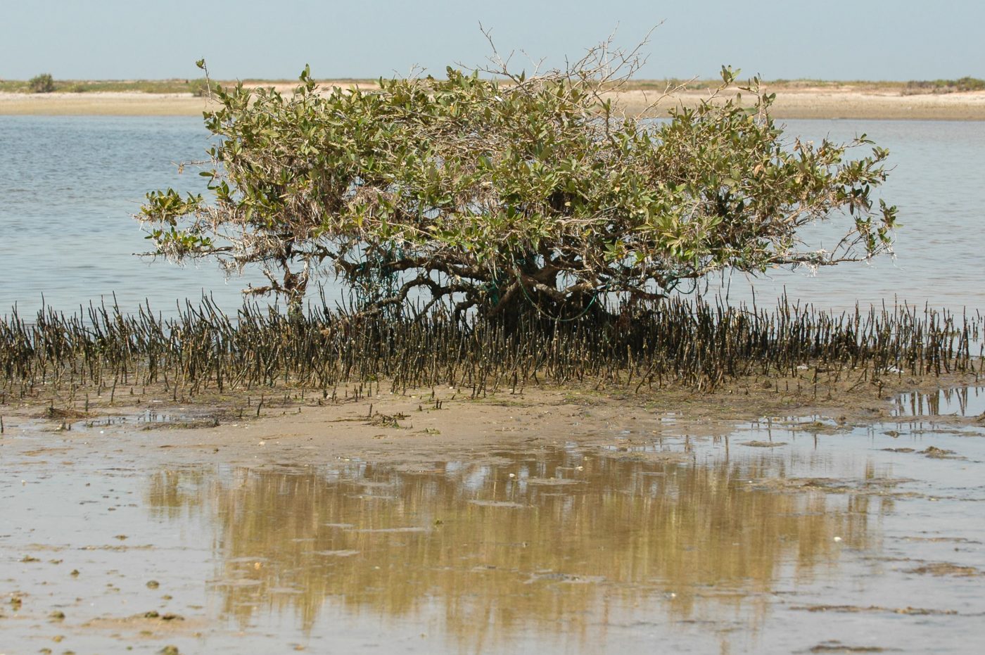 Banc d’Arguin: A blue carbon custodian