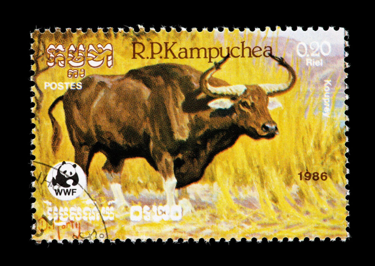 The kouprey: On the trail of Cambodia’s elusive wild cattle | Dialogue ...