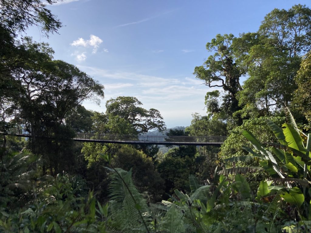 A mission to conserve forest canopies | Dialogue Earth