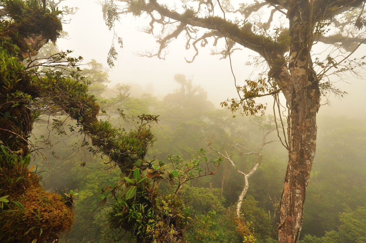 A mission to conserve forest canopies | Dialogue Earth