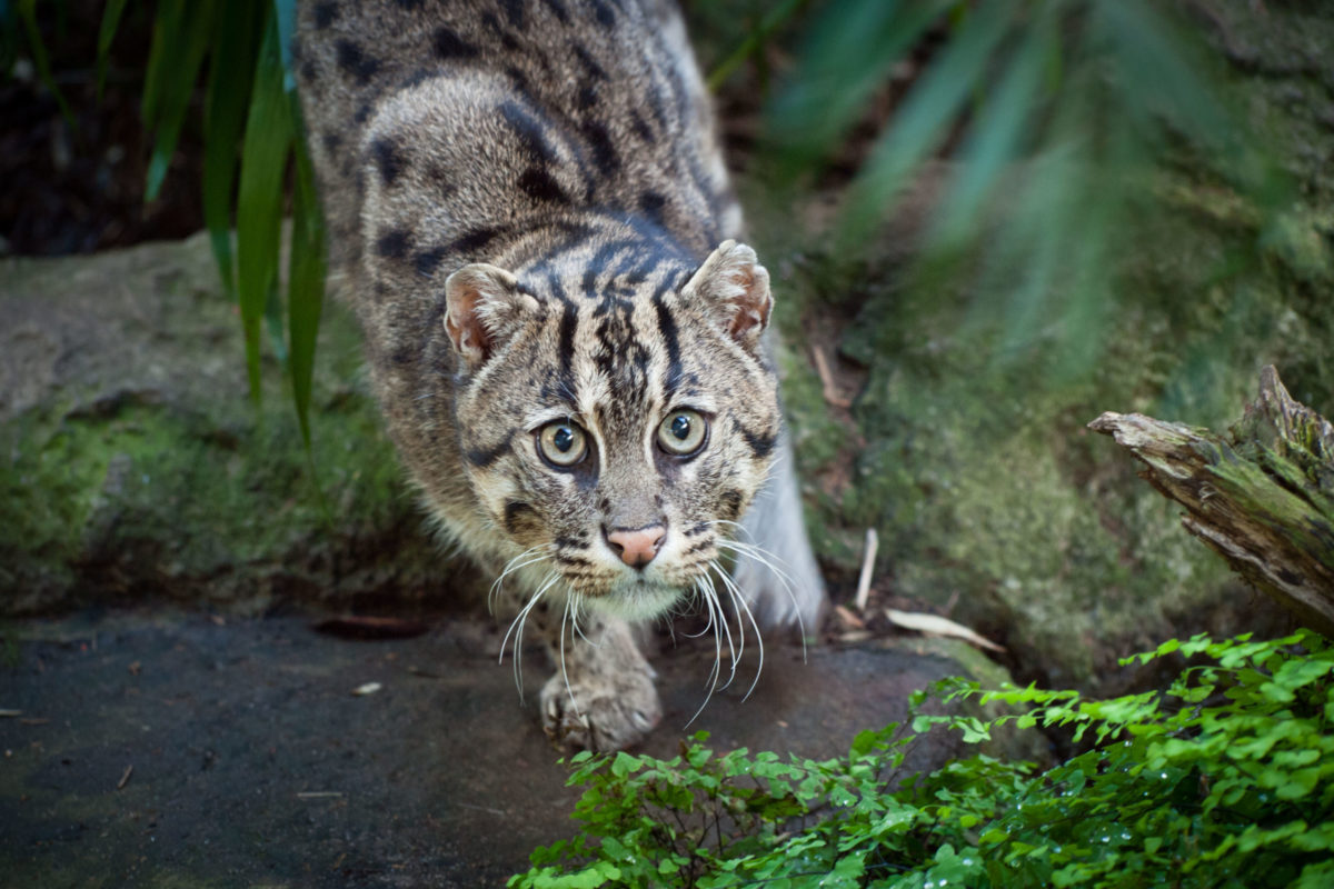 Fishing cat in troubled waters: researchers’ proposals to save Asia’s ...
