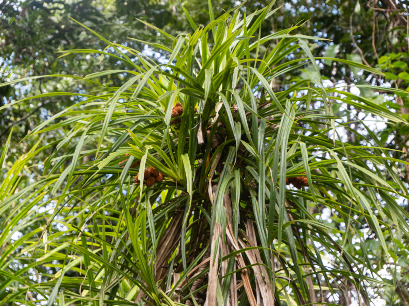 The Moi struggle for land rights | Dialogue Earth