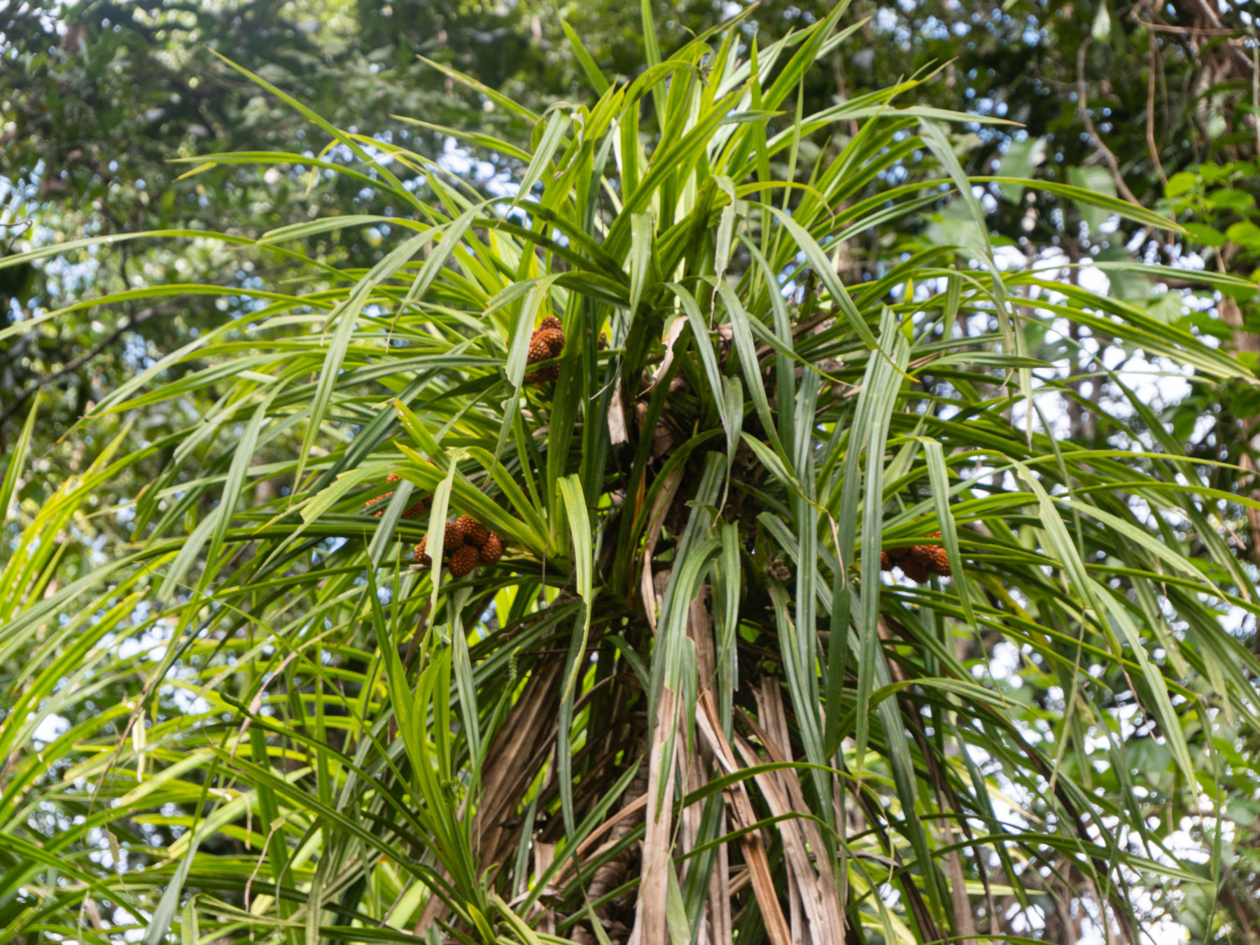 The Moi struggle for land rights | Dialogue Earth