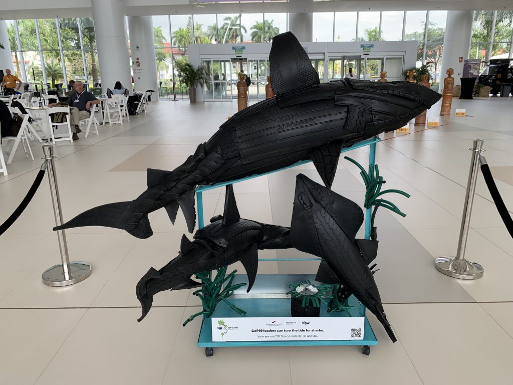 World’s governments vote to ‘transform’ oversight of shark fin trade ...