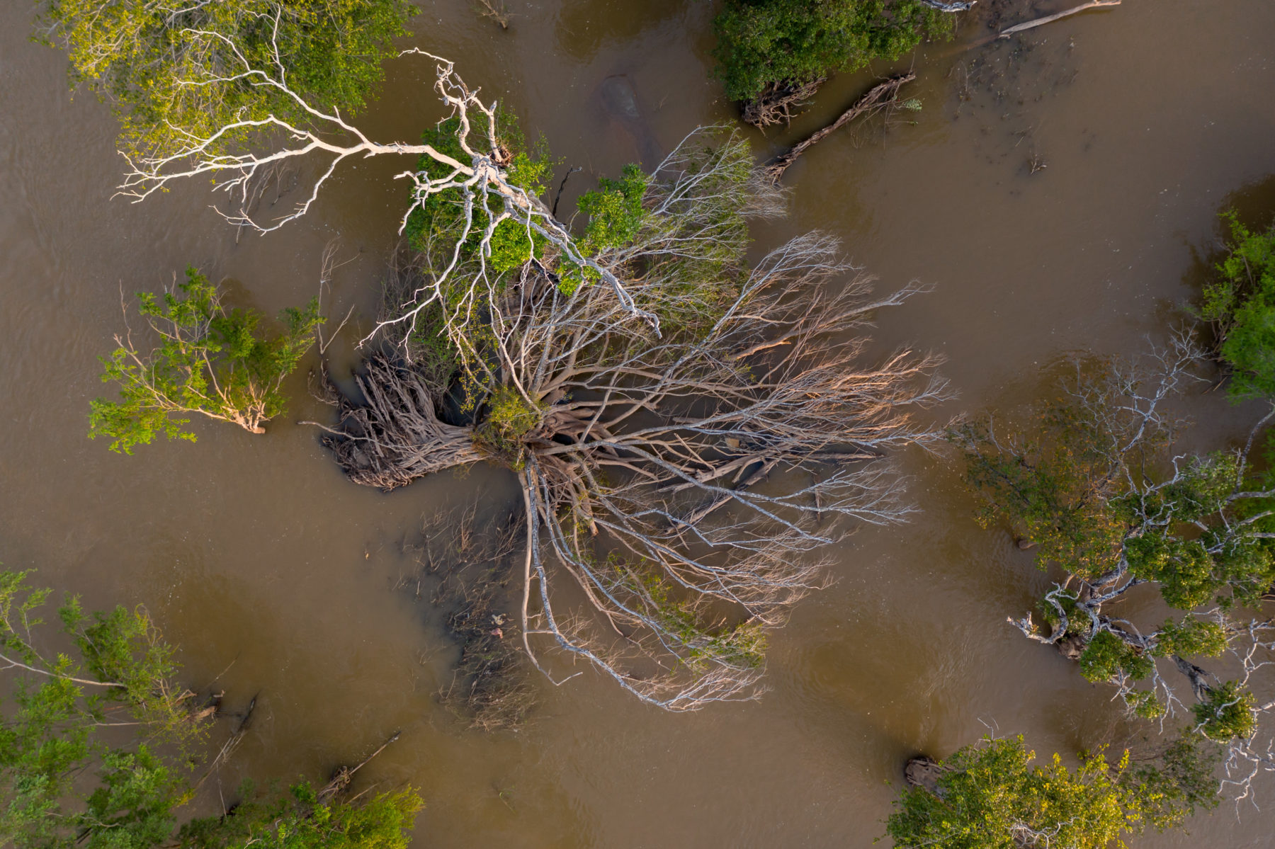 Upstream dams are drowning Cambodia’s protected flooded forest