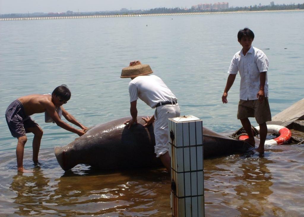 Will the dugong ever return to China? | Dialogue Earth
