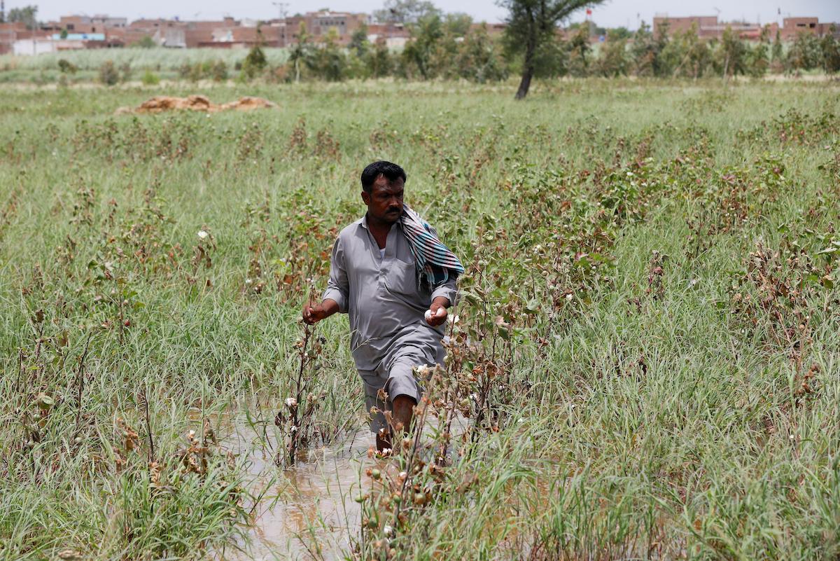 Farmers who lost crops in Pakistan floods struggle without compensation