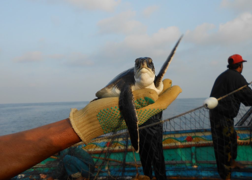 Longline fishing in Pakistan almost eradicates bycatch | Dialogue Earth