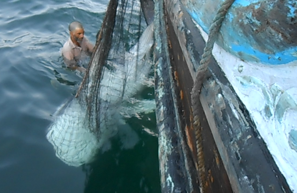 Longline fishing in Pakistan almost eradicates bycatch | Dialogue Earth