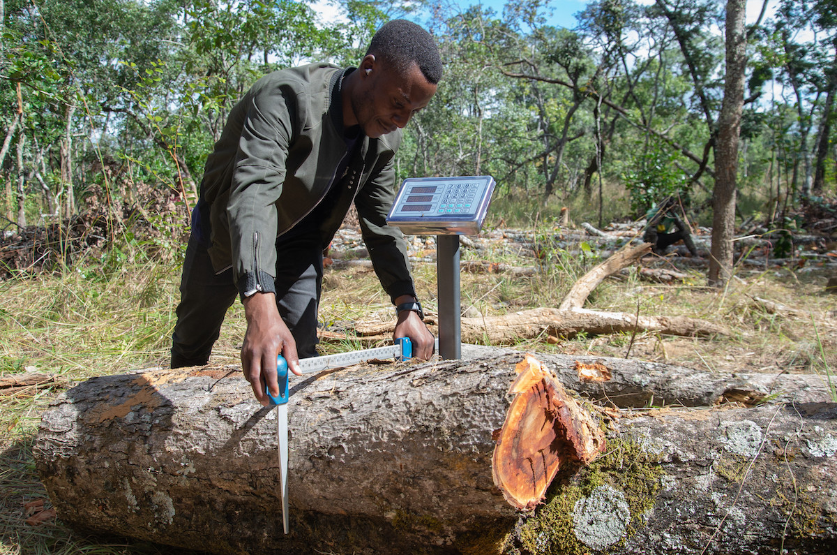 Saving Africa’s miombo woodlands