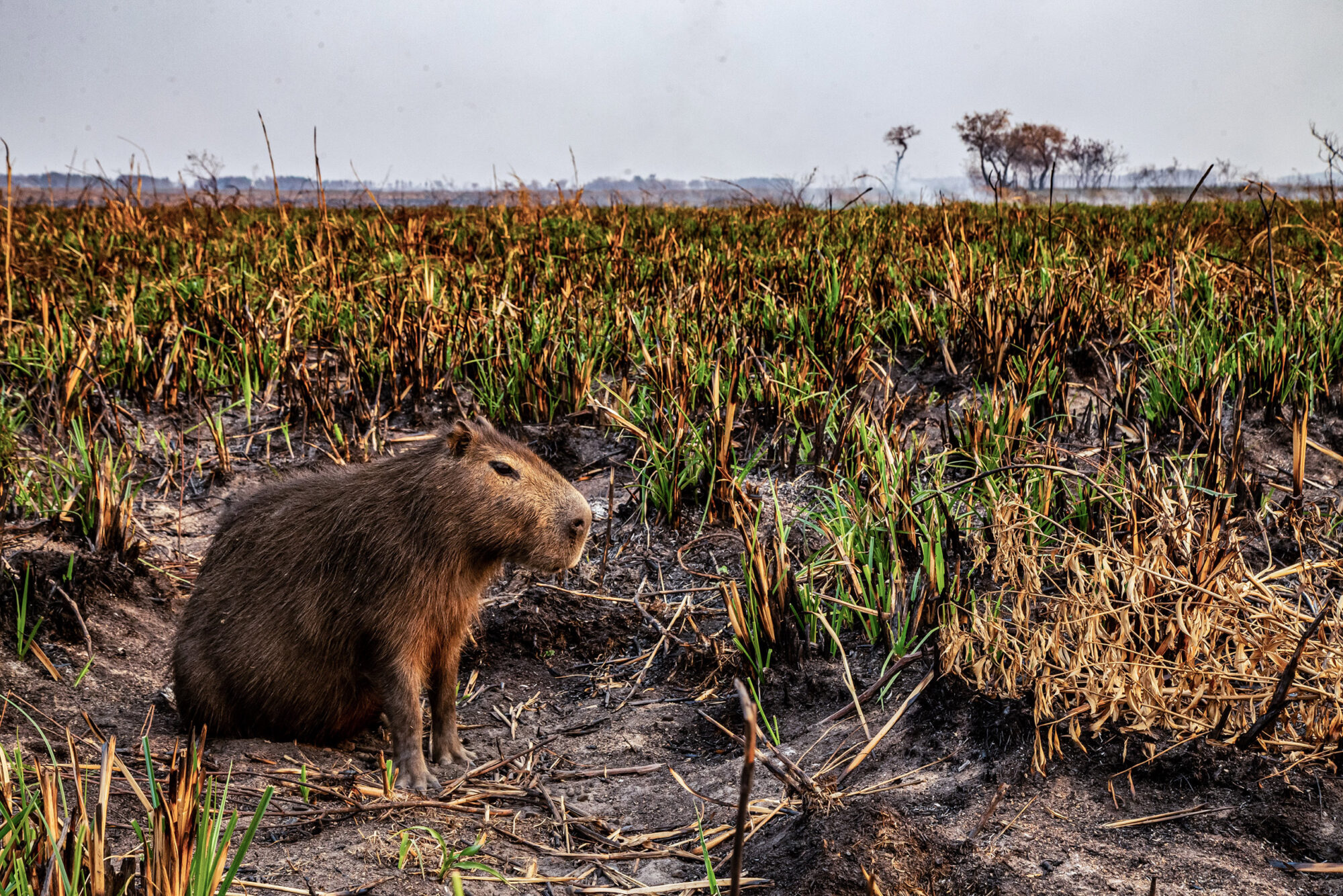 Will fires finally force Argentina to protect its wetlands? | Dialogue ...