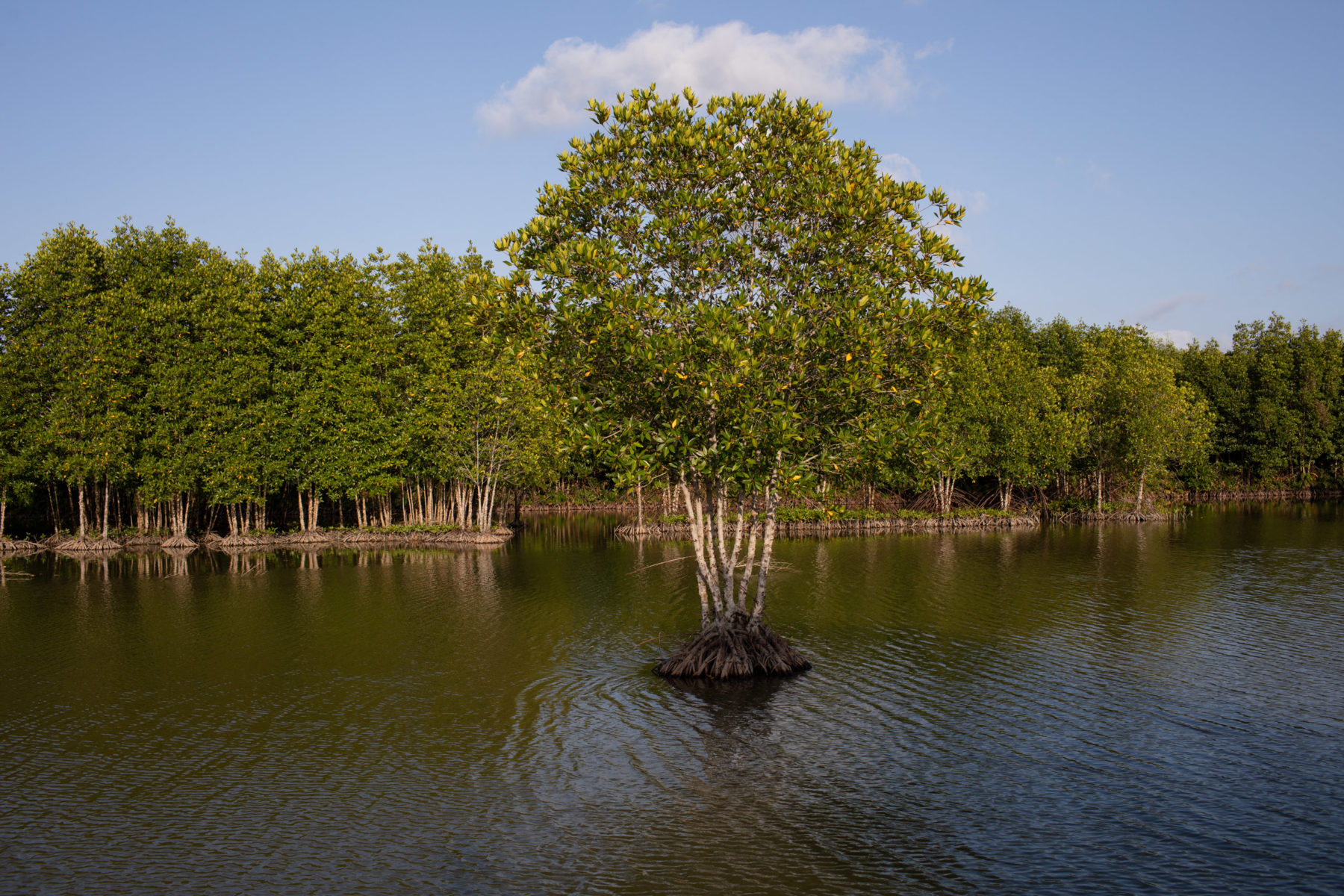Mekong shrimp farmers less keen to share space with mangroves