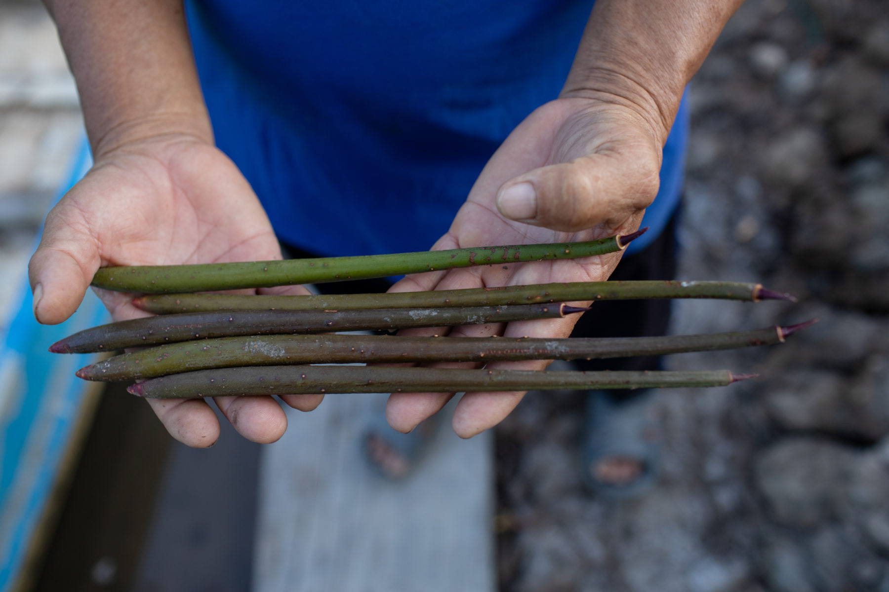 Mekong shrimp farmers less keen to share space with mangroves