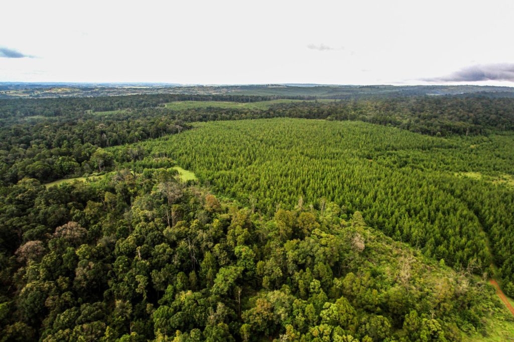 Shamba: Kenya’s agroforestry in the spotlight