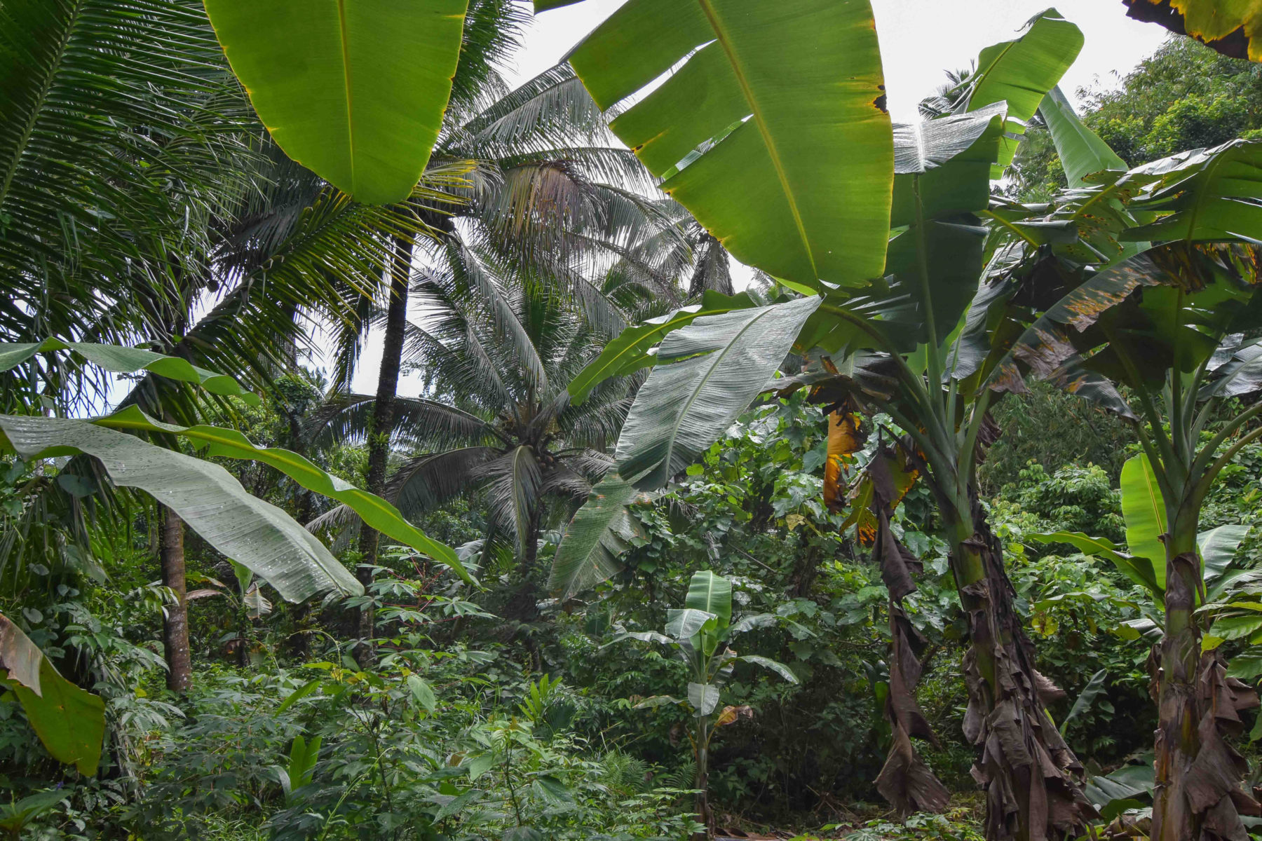 Revitalising coconut farming in Southeast Asia