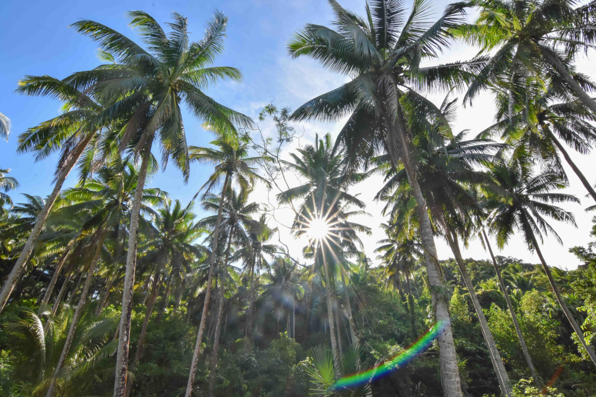 Revitalising coconut farming in Southeast Asia