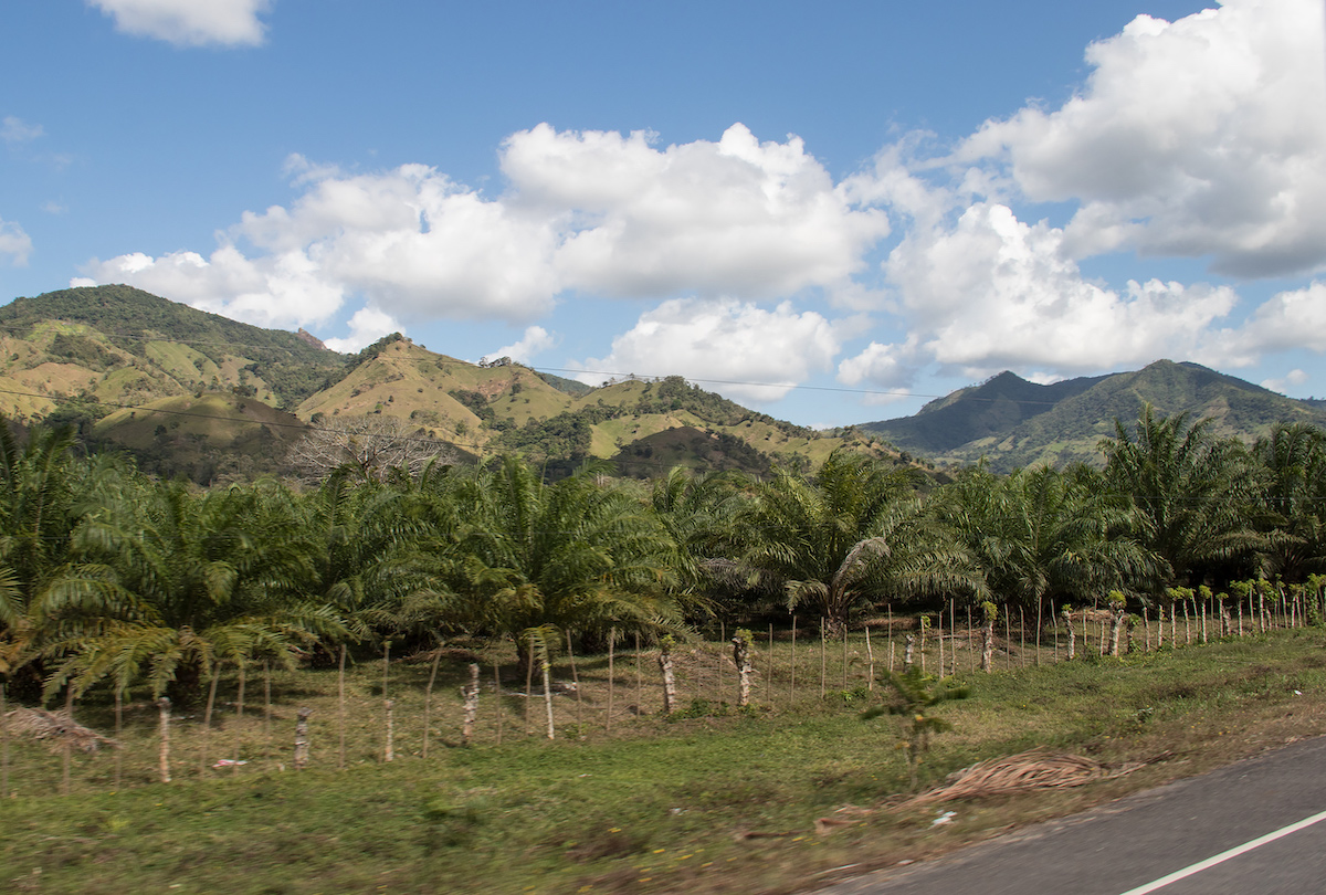 In Honduras, a democratic approach to palm oil defies the status quo