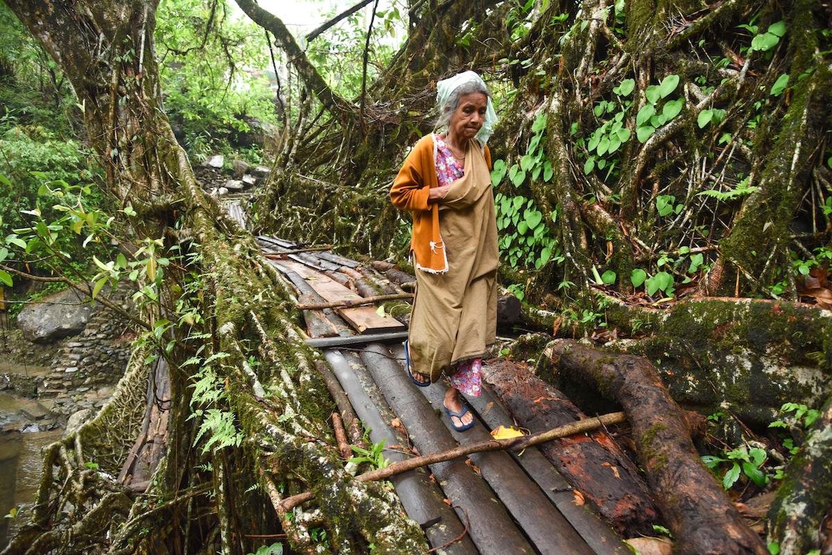 India was a tree planting laboratory for 200 years – here are the ...