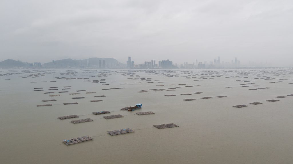 Restoring Hong Kong's oyster reefs: a photo story