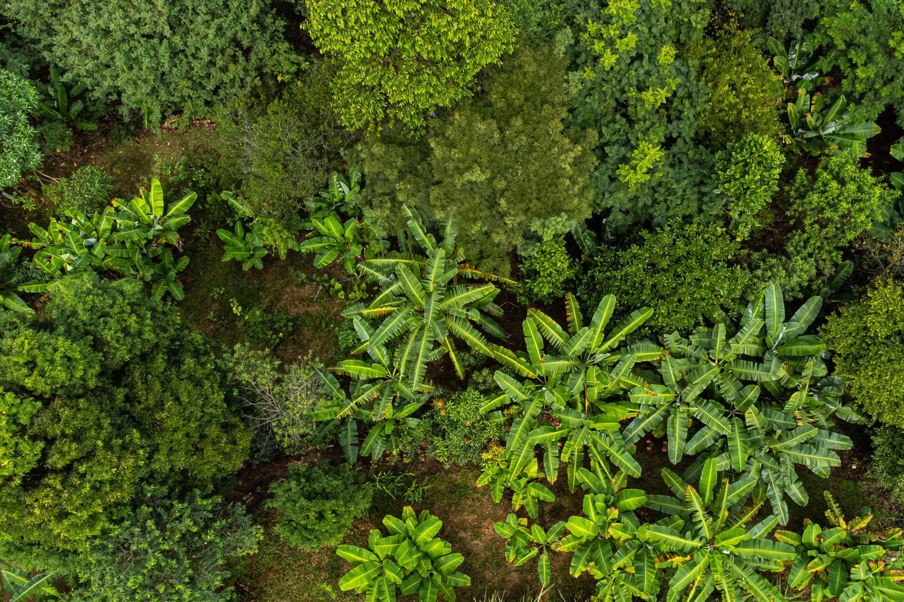 Brazil looks to boost recovery of degraded land