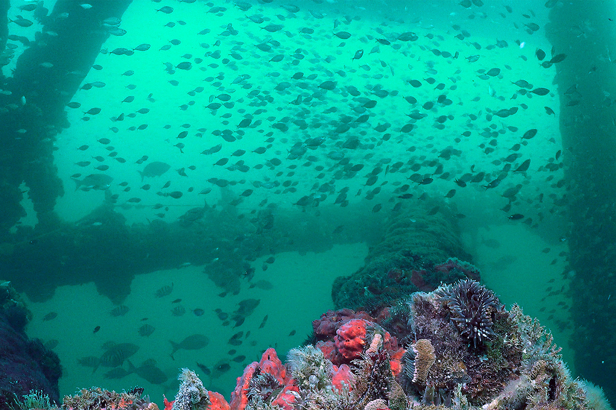A disused oil rig in Peru flourishes as an accidental reef. Can it last ...