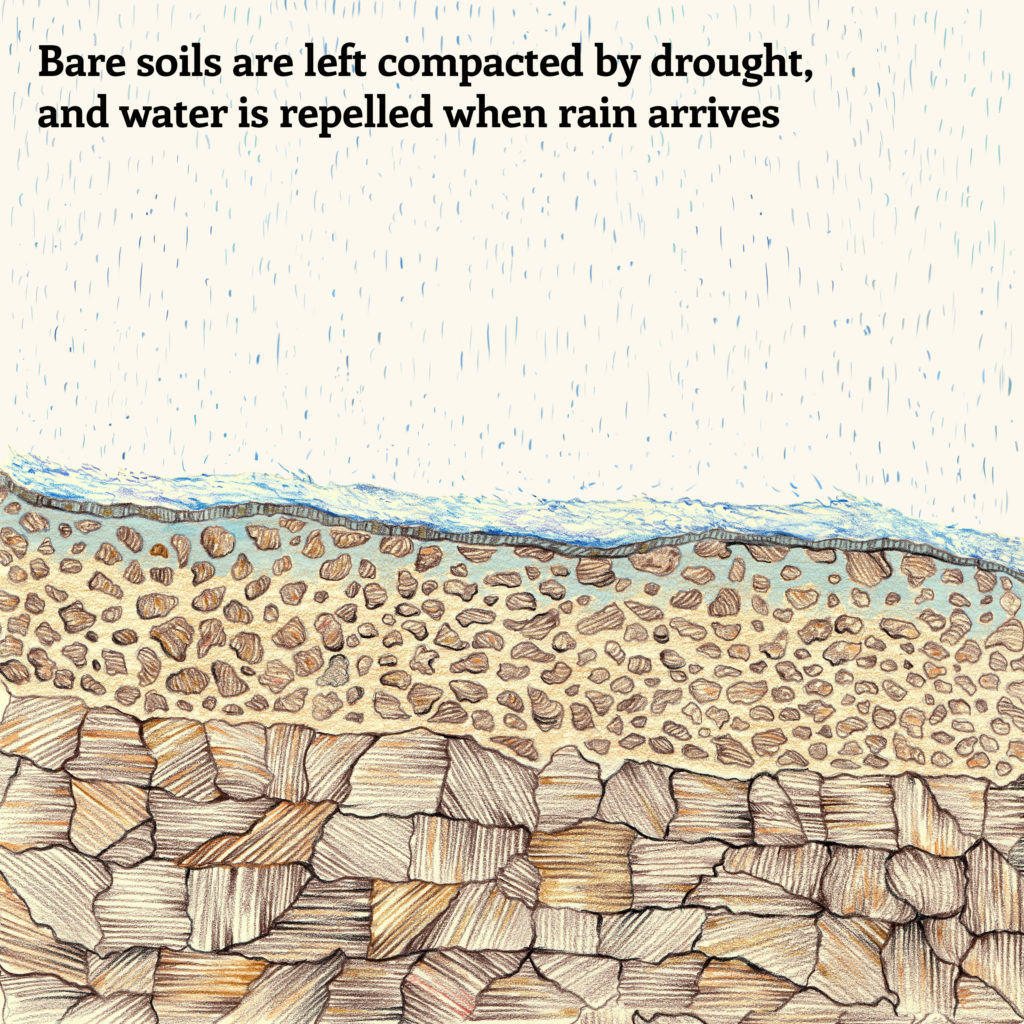 After historic drought, El Niño rains pose new hurdle for Brazil’s farmers