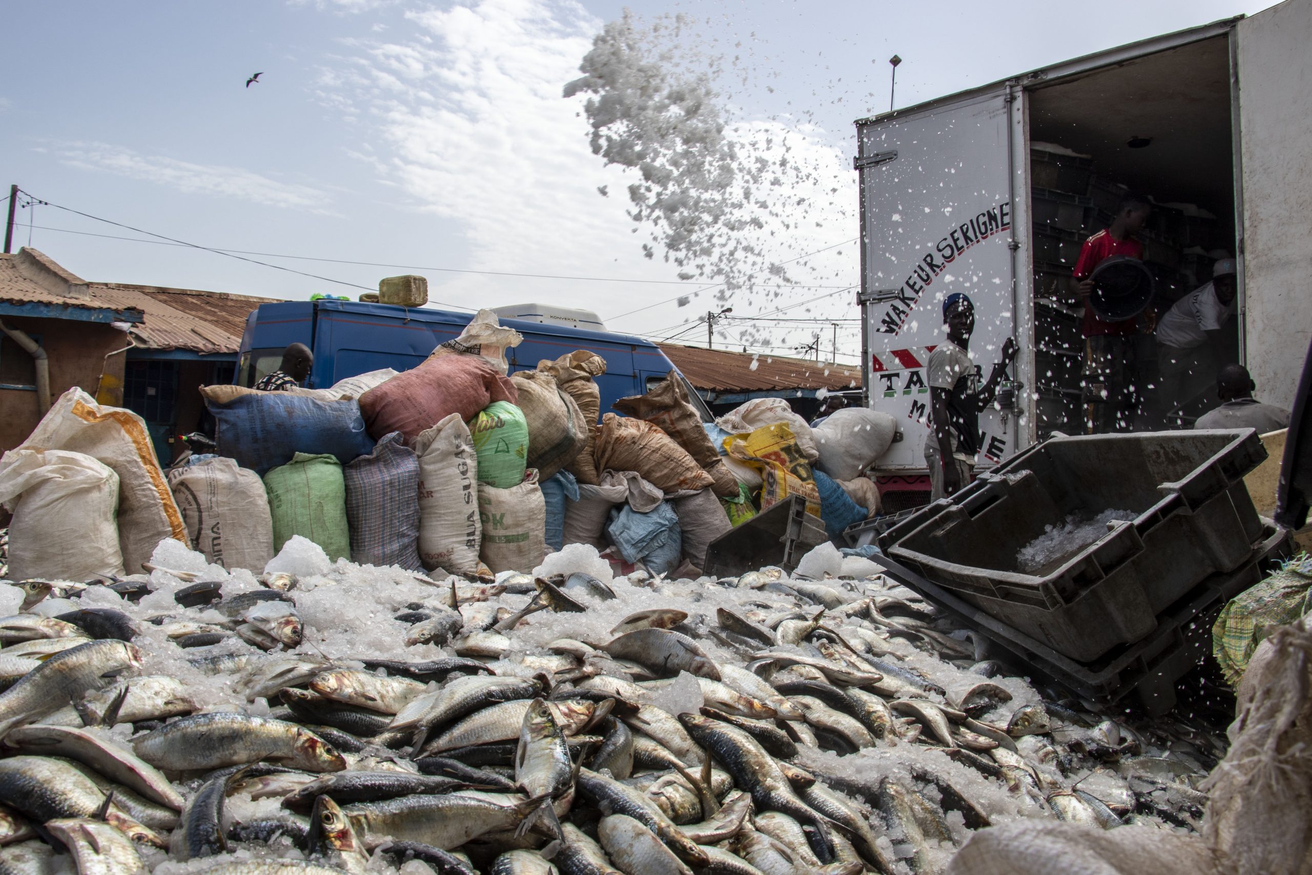 To tackle overfishing in West Africa, cooperation is needed | Dialogue ...