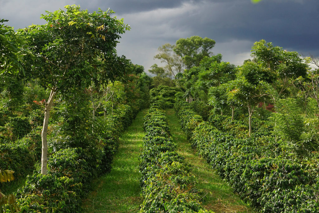 Climate change poses threats to Brazil’s coffee growers | Dialogue Earth