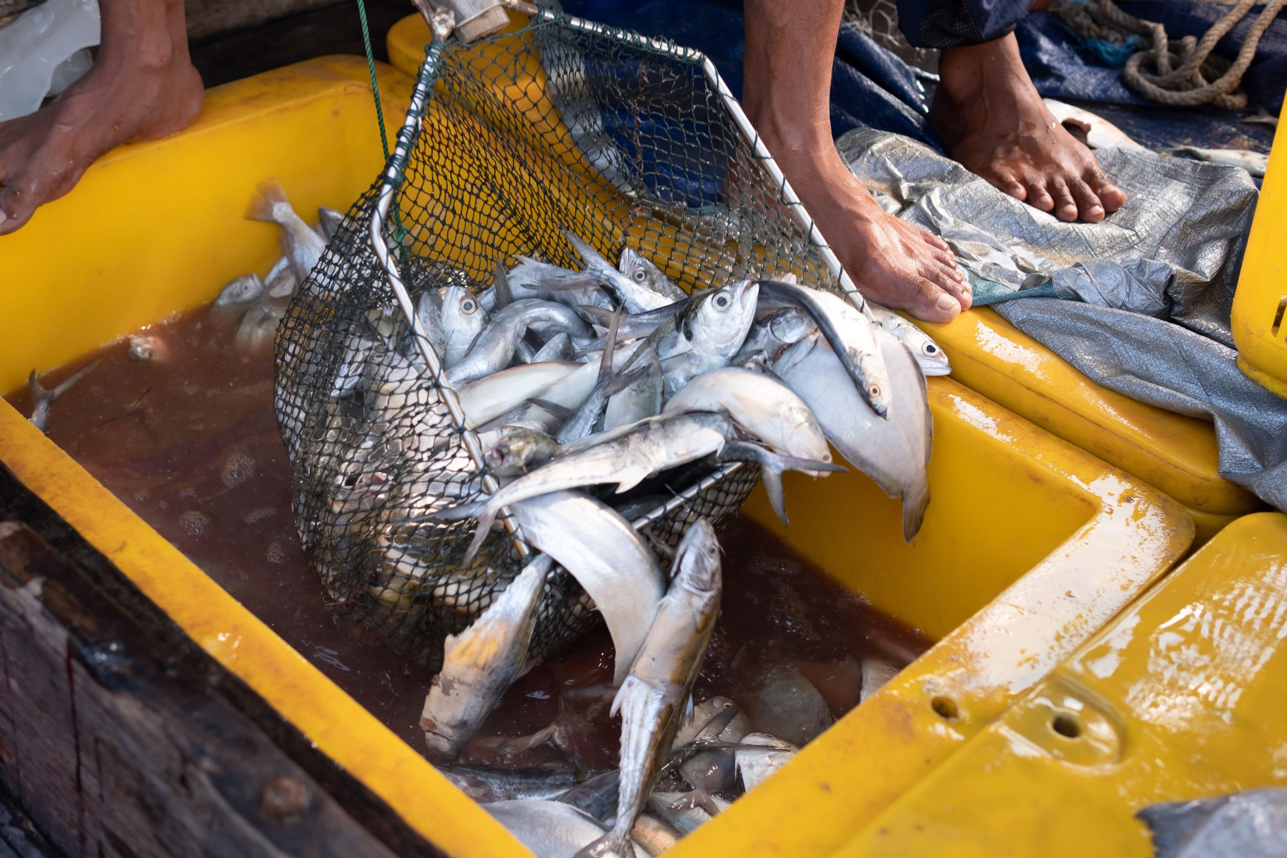 The chemical fingerprints that could combat global seafood fraud ...