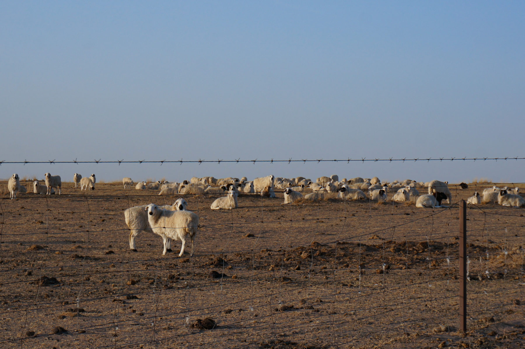 Salt storms sting herders on the Mongolian Plateau