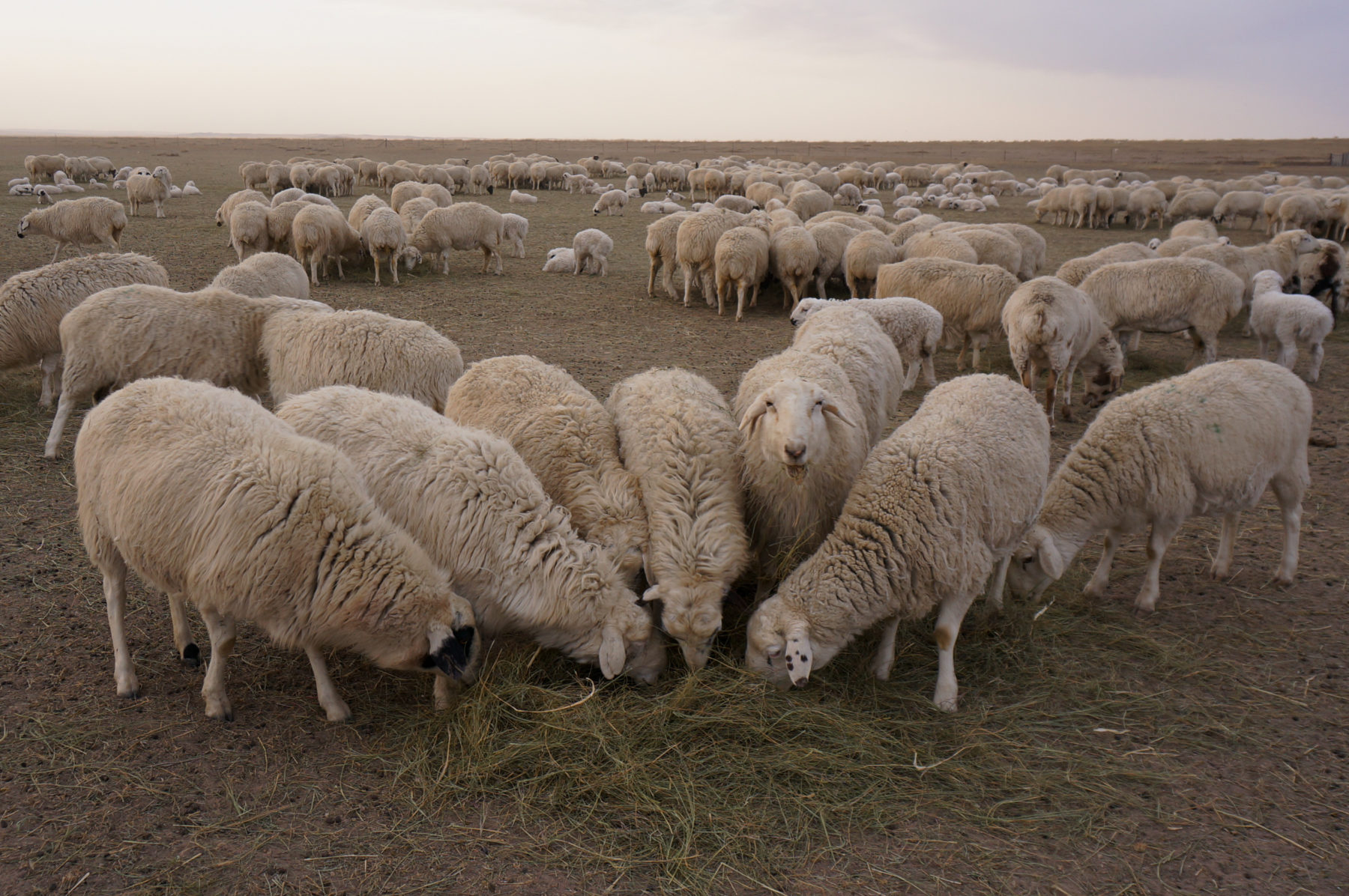 Salt storms sting herders on the Mongolian Plateau