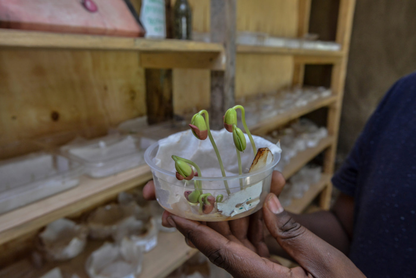 In Kenya, seed banks help with food security
