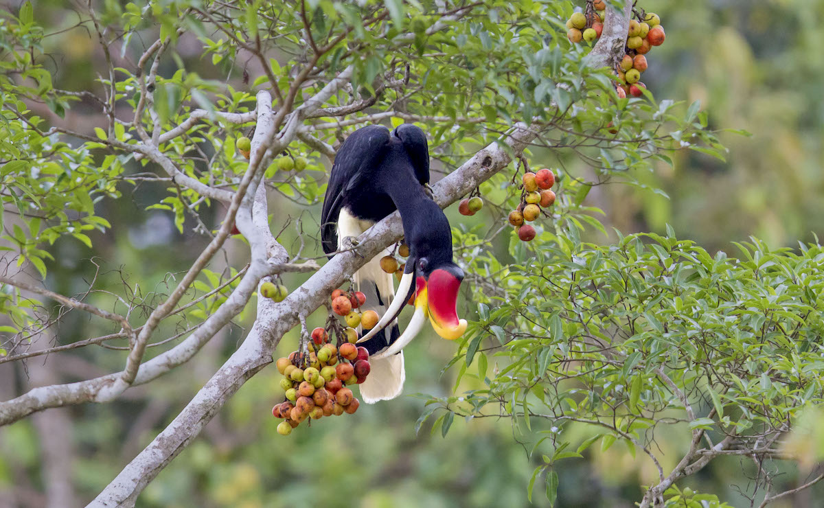Strangler Fig Tree Fruit