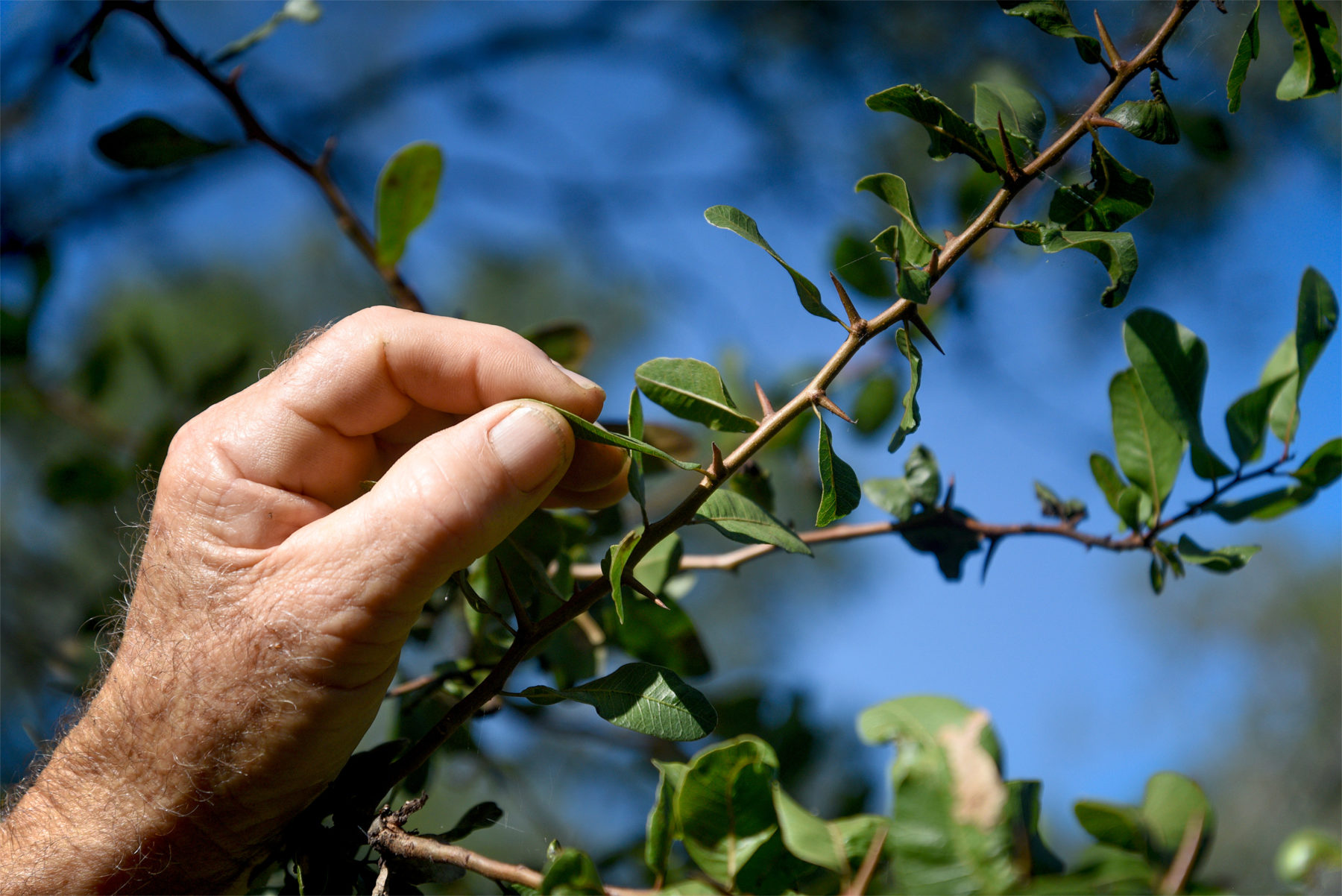 In Argentina’s Gran Chaco, cattle farmers search for sustainability | Dialogue Earth