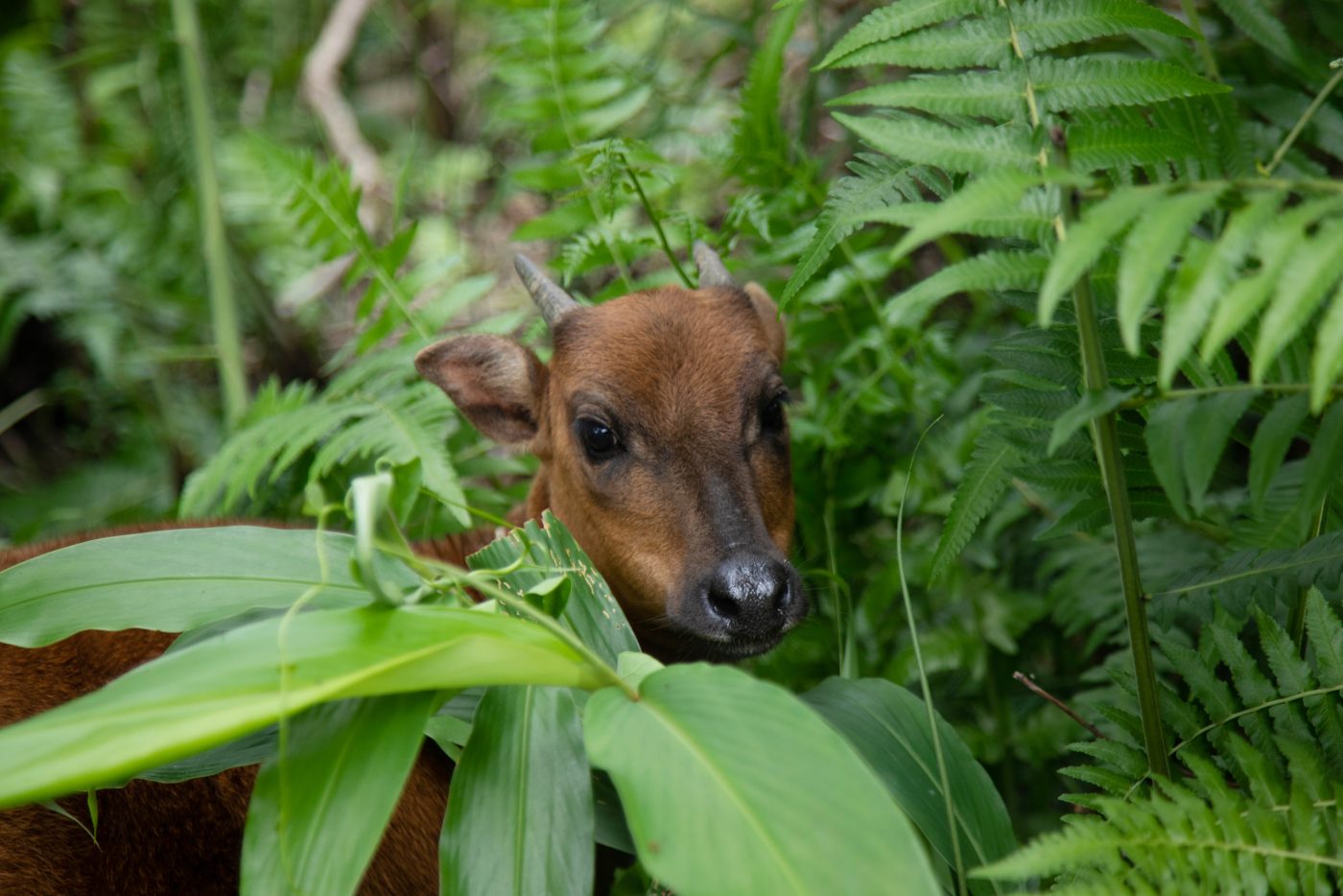 The long road to recognition of Indigenous lands in Seko, Indonesia