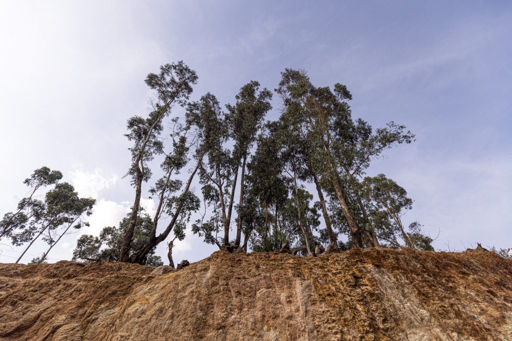 Ethiopia’s tree-planting scheme needs better coordination | Dialogue Earth
