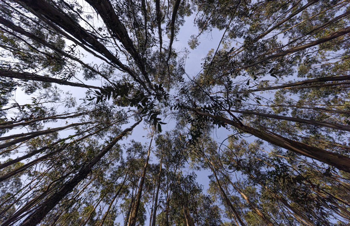 Ethiopia’s tree-planting scheme needs better coordination | Dialogue Earth