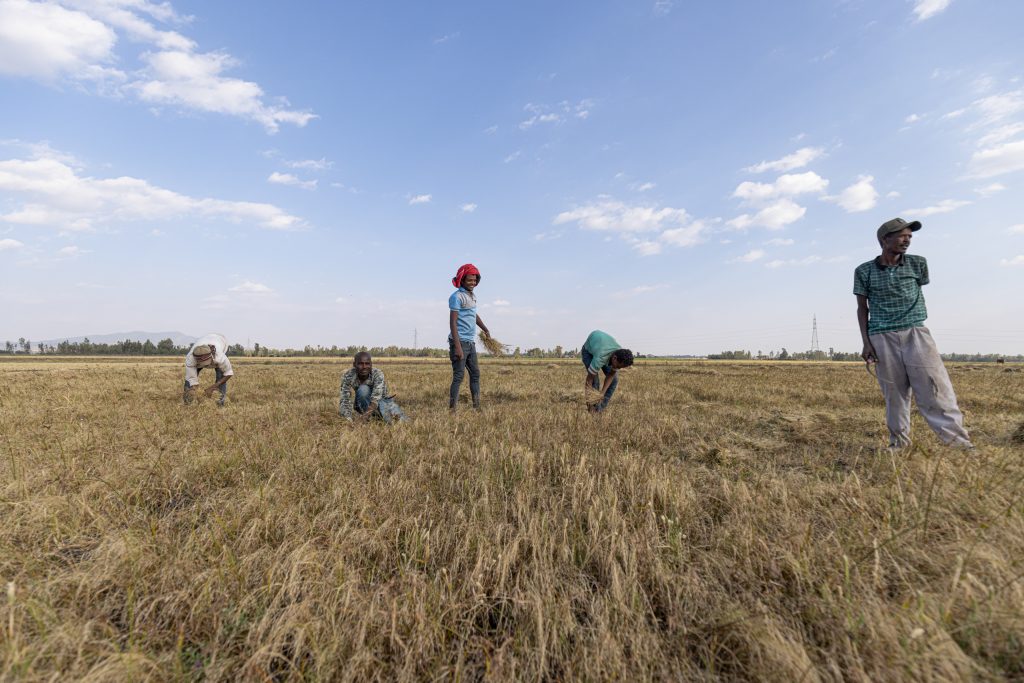 Ethiopia’s tree-planting scheme needs better coordination | Dialogue Earth