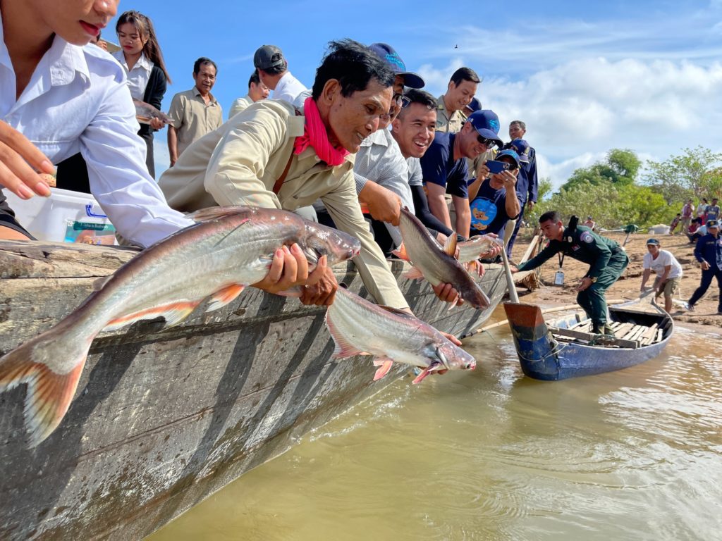 Mekong’s giant fish threatened by dams and wetland conversions ...