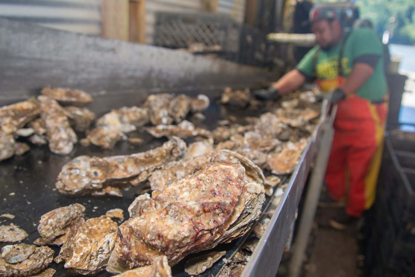Ocean acidification: How US Pacific shellfish farms are coping