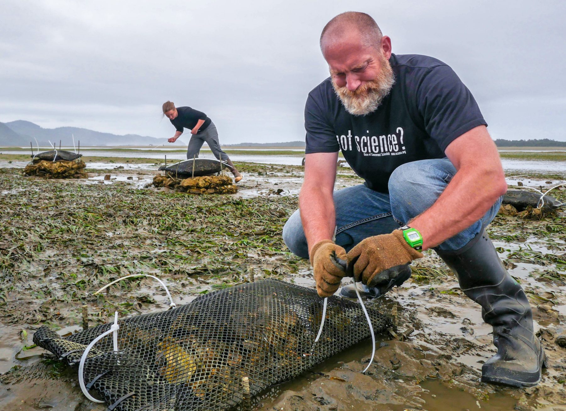 Ocean acidification: How US Pacific shellfish farms are coping