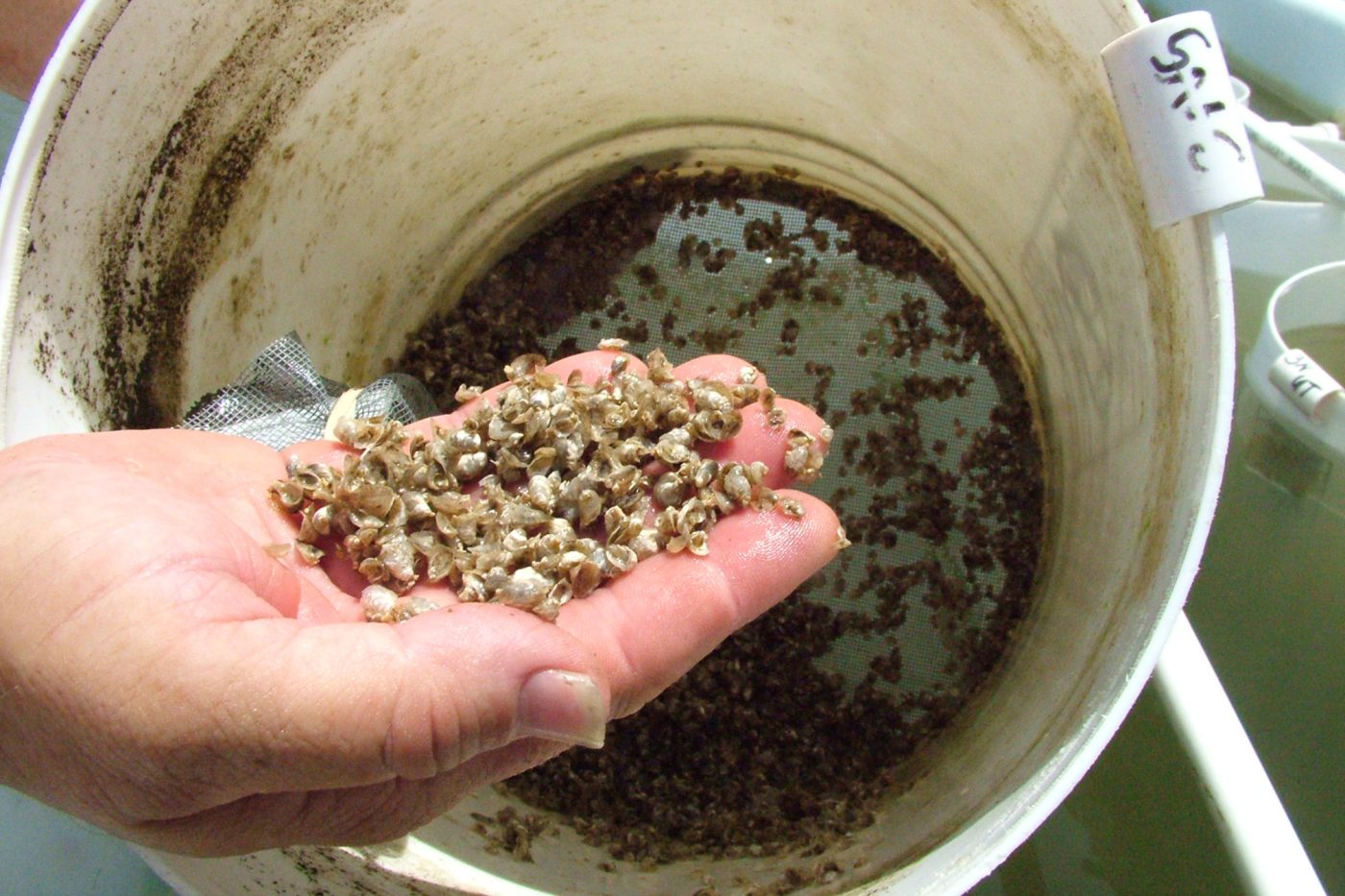 Ocean acidification: How US Pacific shellfish farms are coping