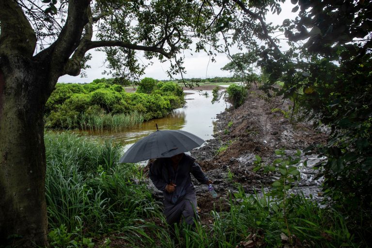 Shenzhen: How China’s most ‘futuristic’ city restored its mangroves